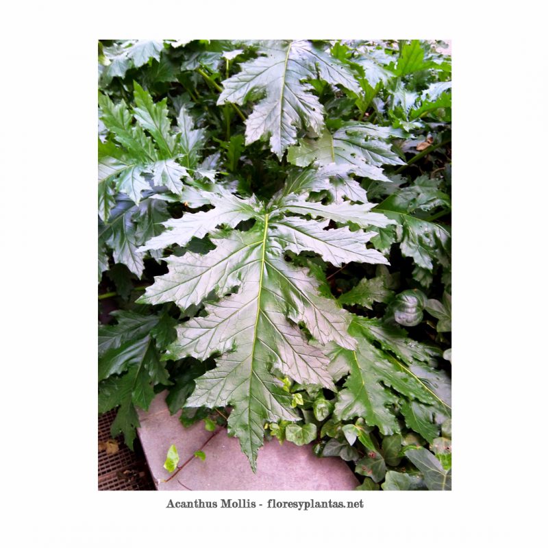 Las alas de ángel - Acanthus - Mawka Atelier